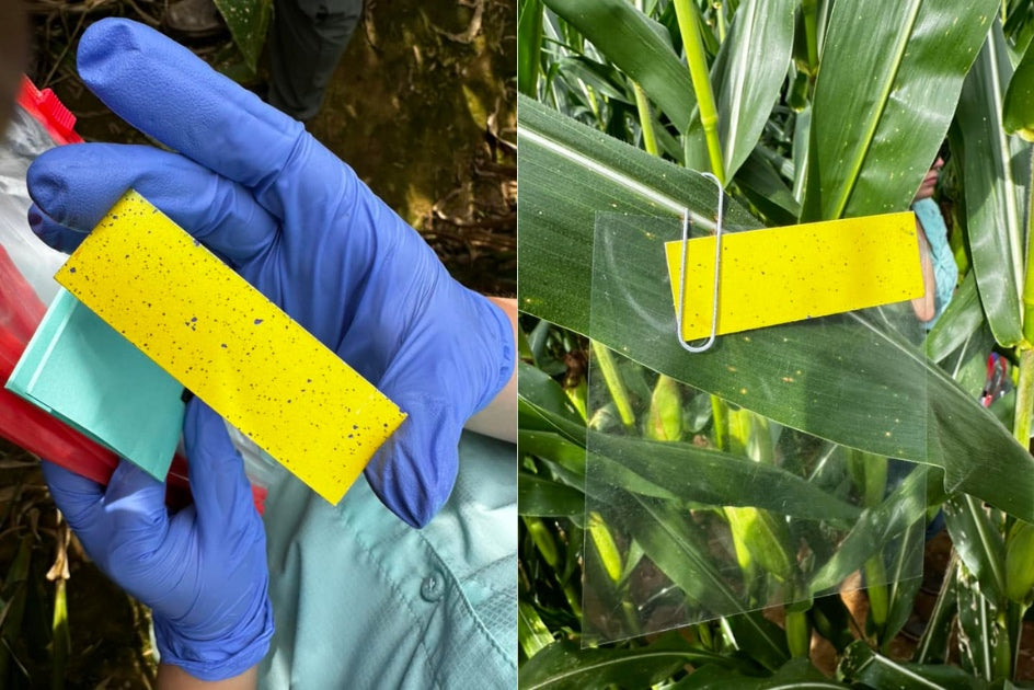 Findings from the Field Trial on Corn from Auburn University, AL ...